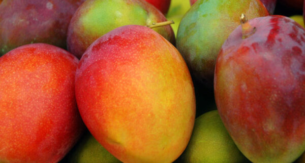 Brazilian Mango – Global Coverage